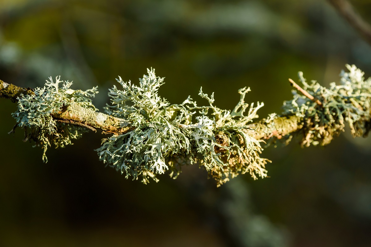 What is Oakmoss in perfume? | Blog