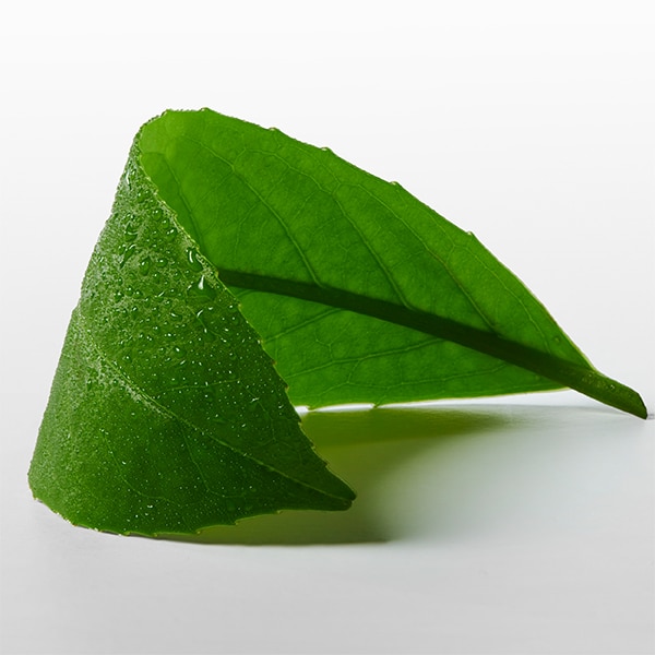 Calvin Klein One Essence Eau de Parfum Spray | The Perfume Shop